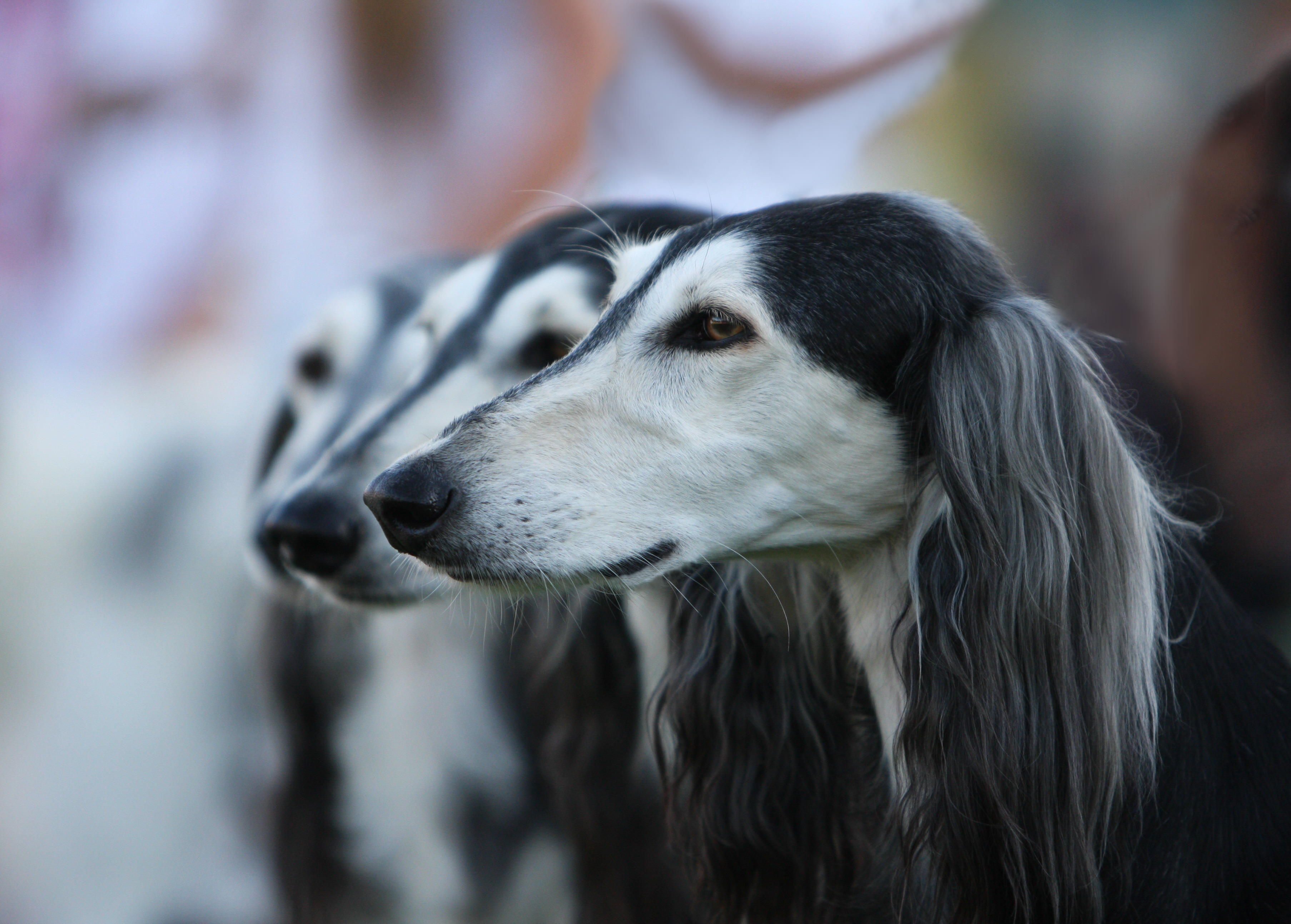 Saluki - levriero persiano - Club Levriero 2017