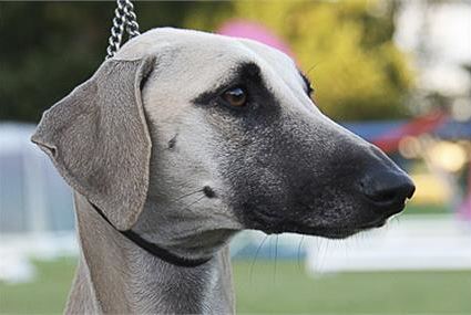 Le razze tutelate - Club Levriero 2017